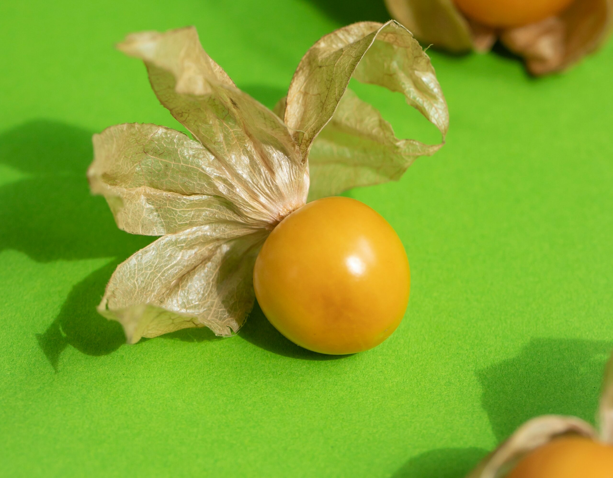 Tout savoir sur le physalis ! Steph Grout